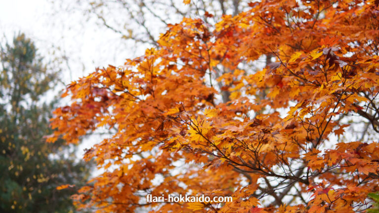 帯広市緑ヶ丘公園レビュー！野生のエゾリスと出会えるおすすめ観光スポット