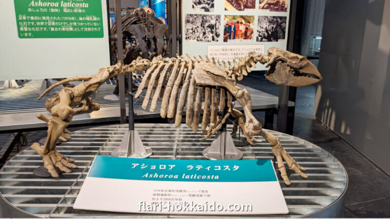 足寄動物化石博物館フォストリーあしょろのクチコミ！ミニ発掘体験が楽しい！